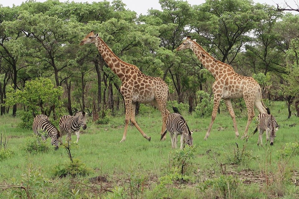 African Counter-Ambush Tactics | Active Response Training